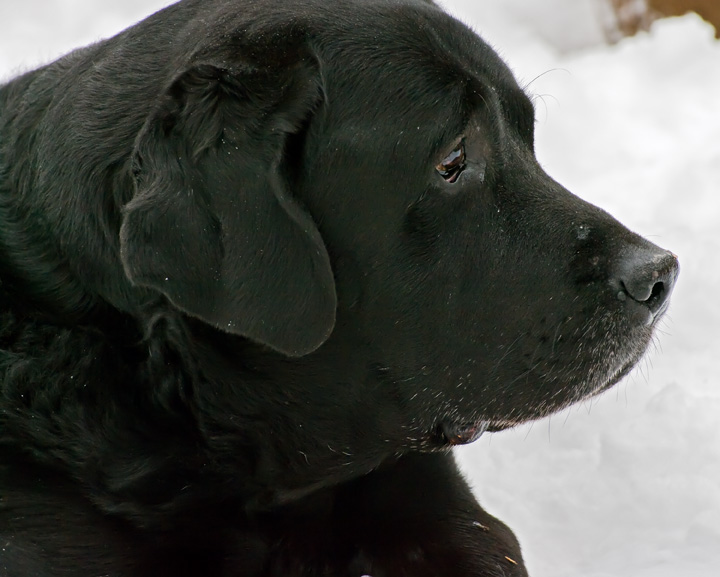 Old Dogs In Winter – Brooke's Blog